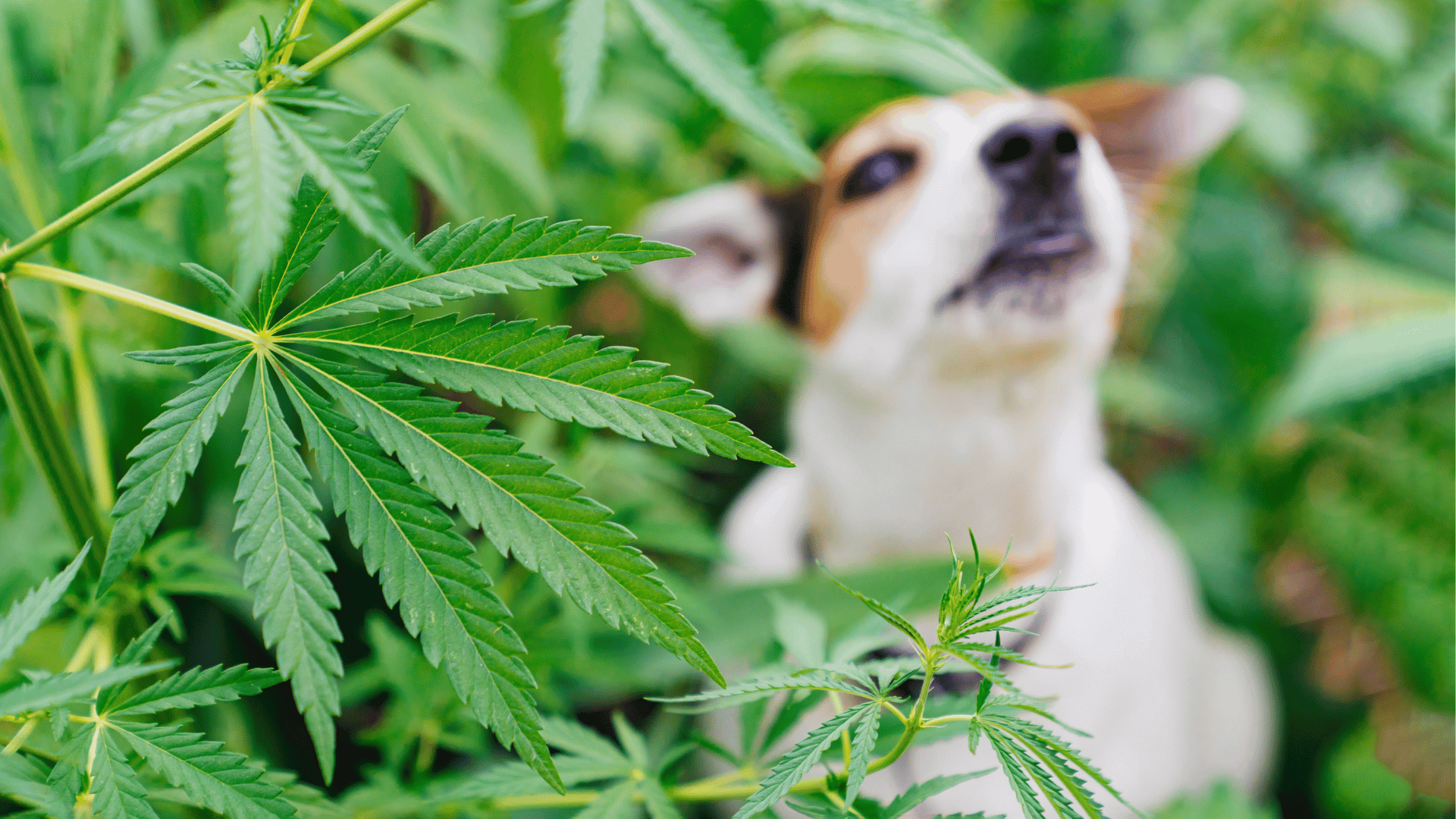 Können Hunde THC abbauen? Wirkung & Erfahrung