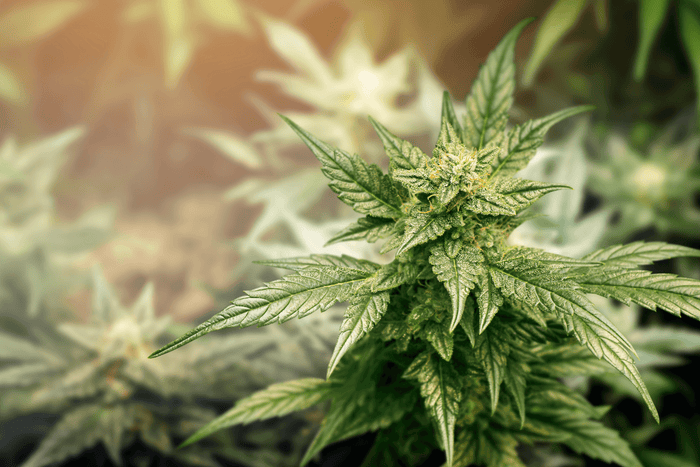 CBG9: Vorteile, Wirkung & Forschung